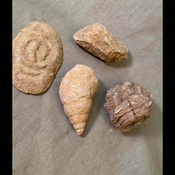 Accents | Fossils From Saudi Arabia | Poshmark